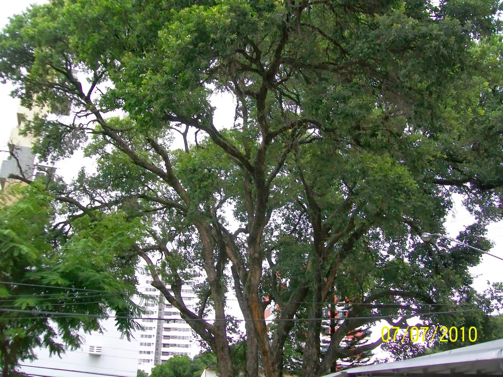 Thelma Regina Siqueira Linhares: sobre o livro A ÁRVORE, de Bartolomeu ...