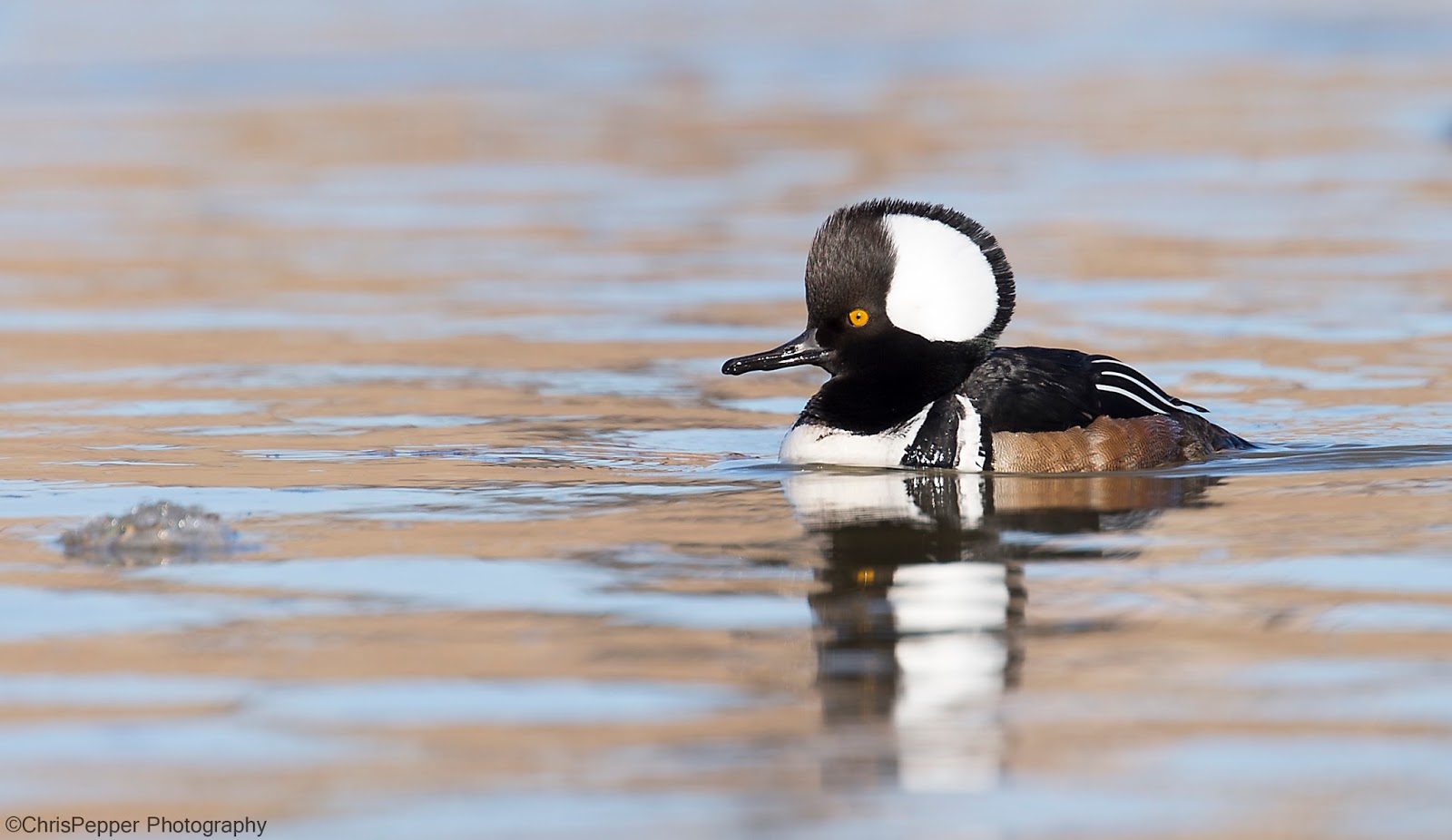 Northof49Photography: The Largest Bald Eagle Migration in North America
