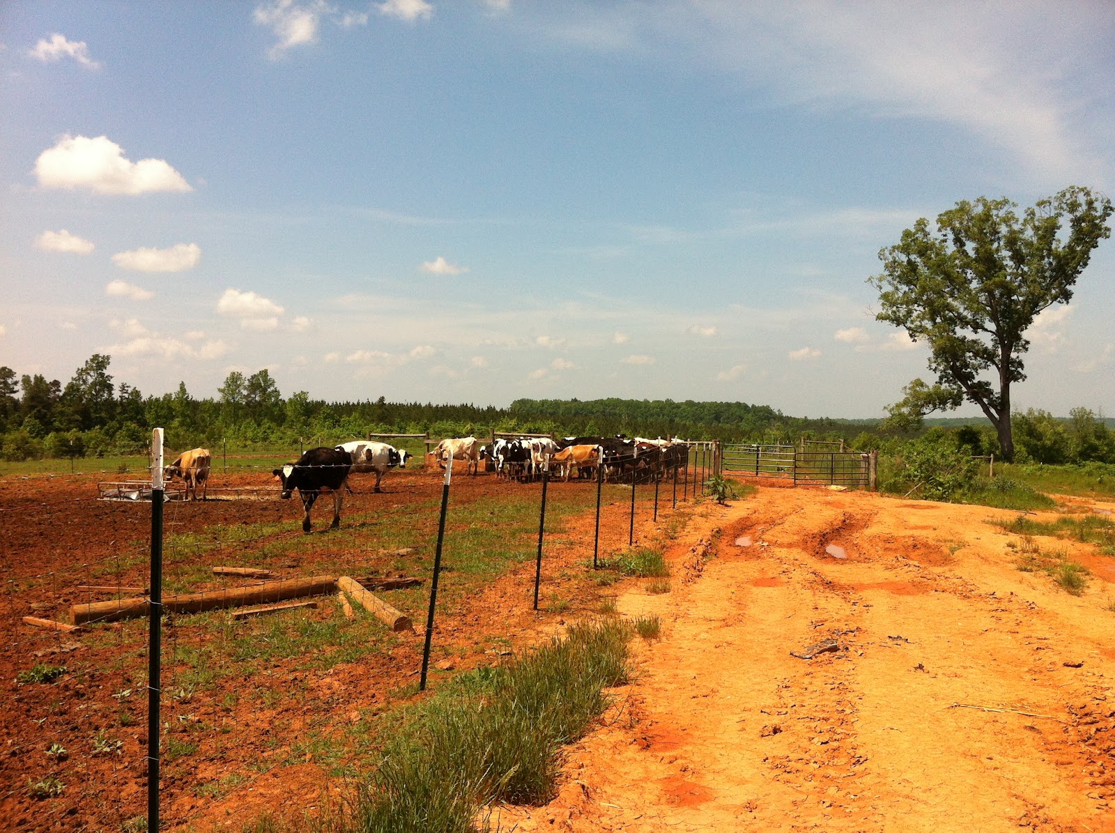 Foodie Friday: Caring for livesetock | Farm~School~Life