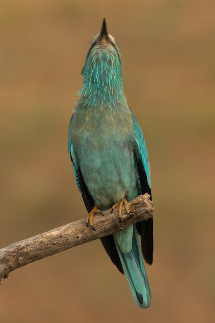 FOTOALAS: Por la carraca europea