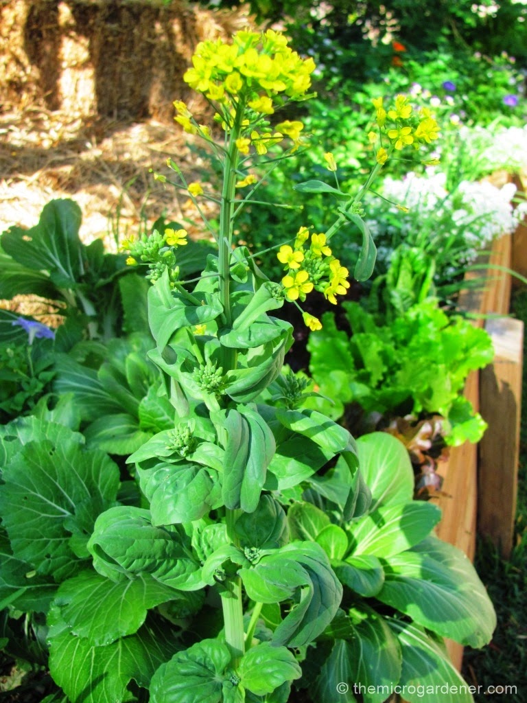 Eudlo Seed Savers Group