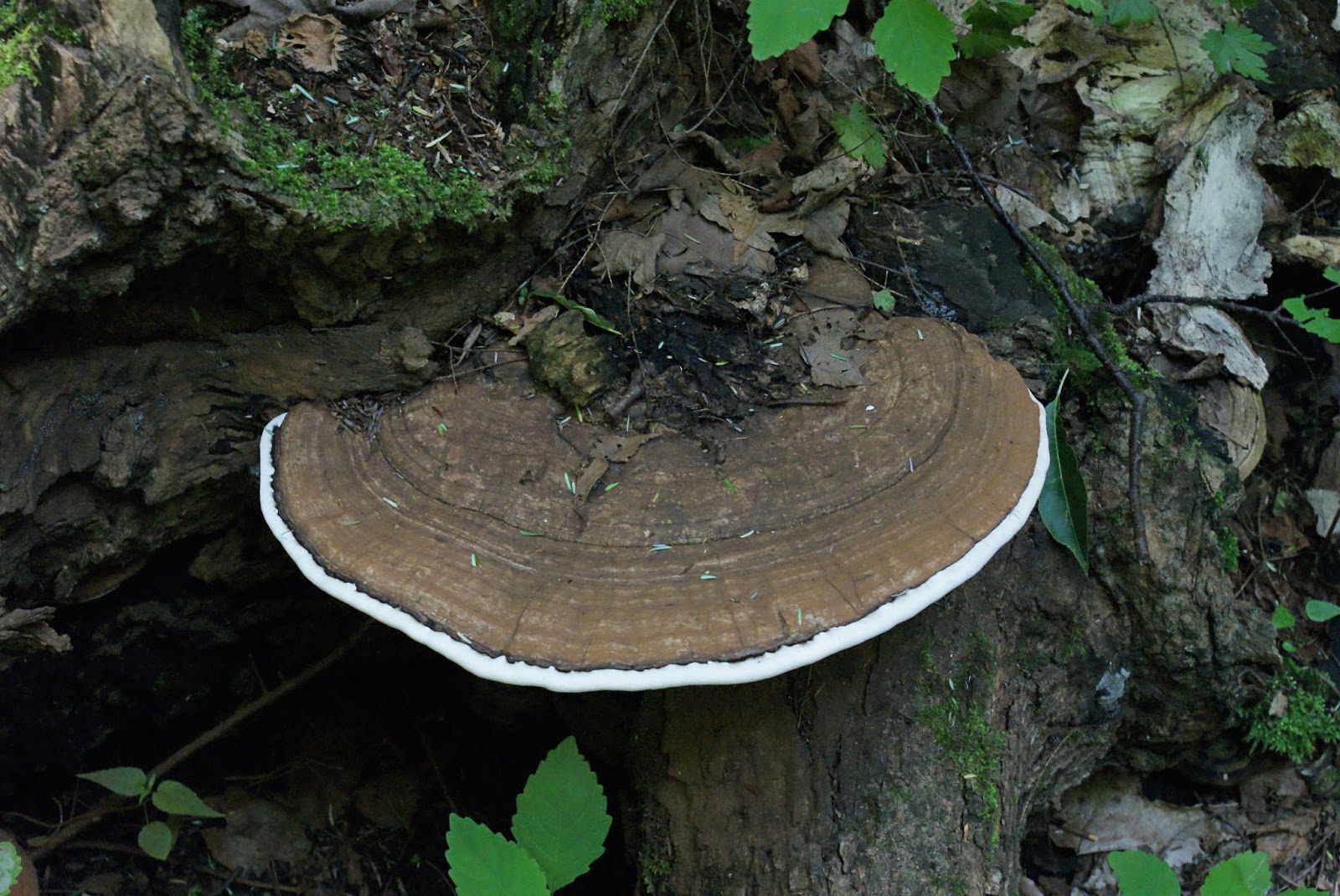 Being Herbalism: Harvesting Artist's Conk (Ganoderma)