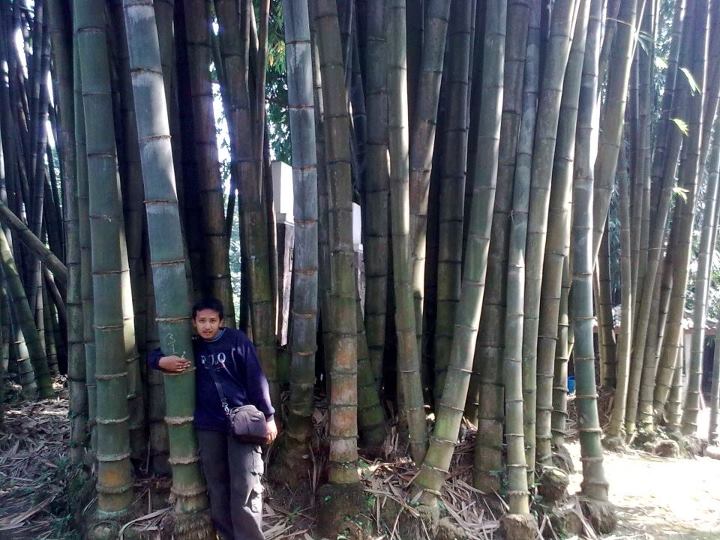 Filosofi pohon awi (bambu) | Inspirasi Indonesia