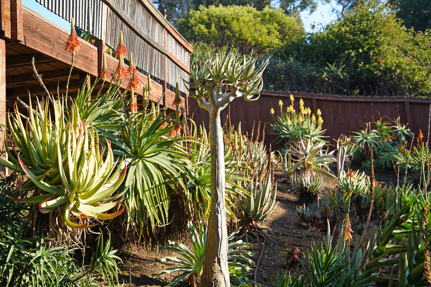 John Miller's Oakland aloe garden (Institute for Aloe Studies)