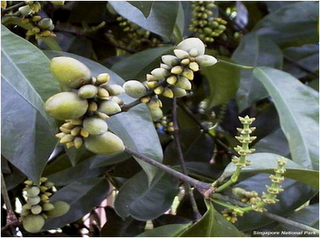 LAPORAN PEMULTAN KELOMPOK 9: TANAMAN MONOSEUS dan TANAMAN DISEUS