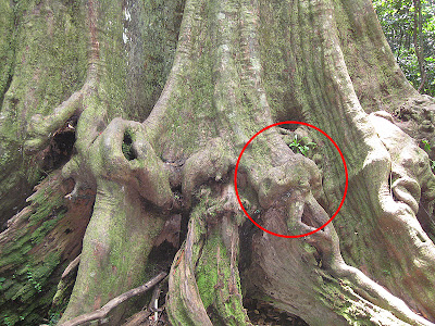 Forest Dweller: A Trip to Cengal Besar Sg. Loh, Hulu Dungun, Terengganu