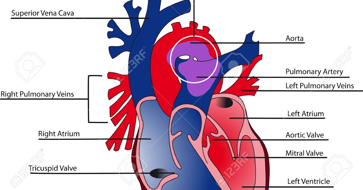 Ductus arteriosus
