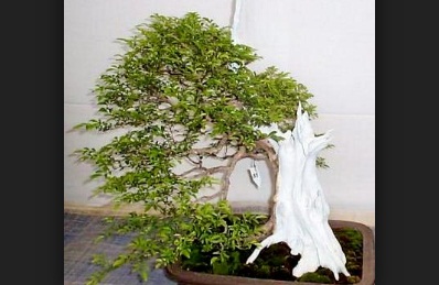 Galeri Gambar Bonsai Kemuning (Murraya Paniculata Wallpaper)