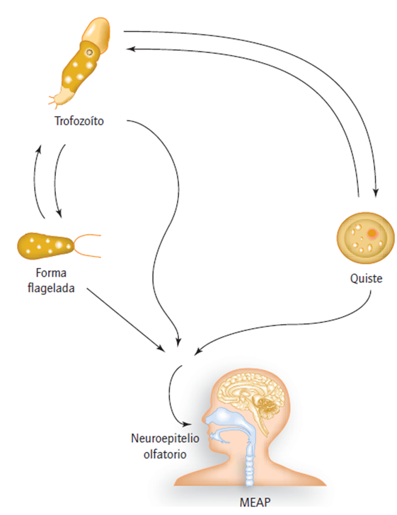 AMIBAS DE VIDA LIBRE : NAEGLERIA FOWLERI