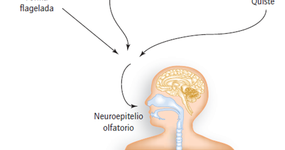 AMIBAS DE VIDA LIBRE : NAEGLERIA FOWLERI