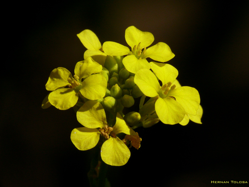 Flora Bonaerense: Nabo (Brassica rapa)
