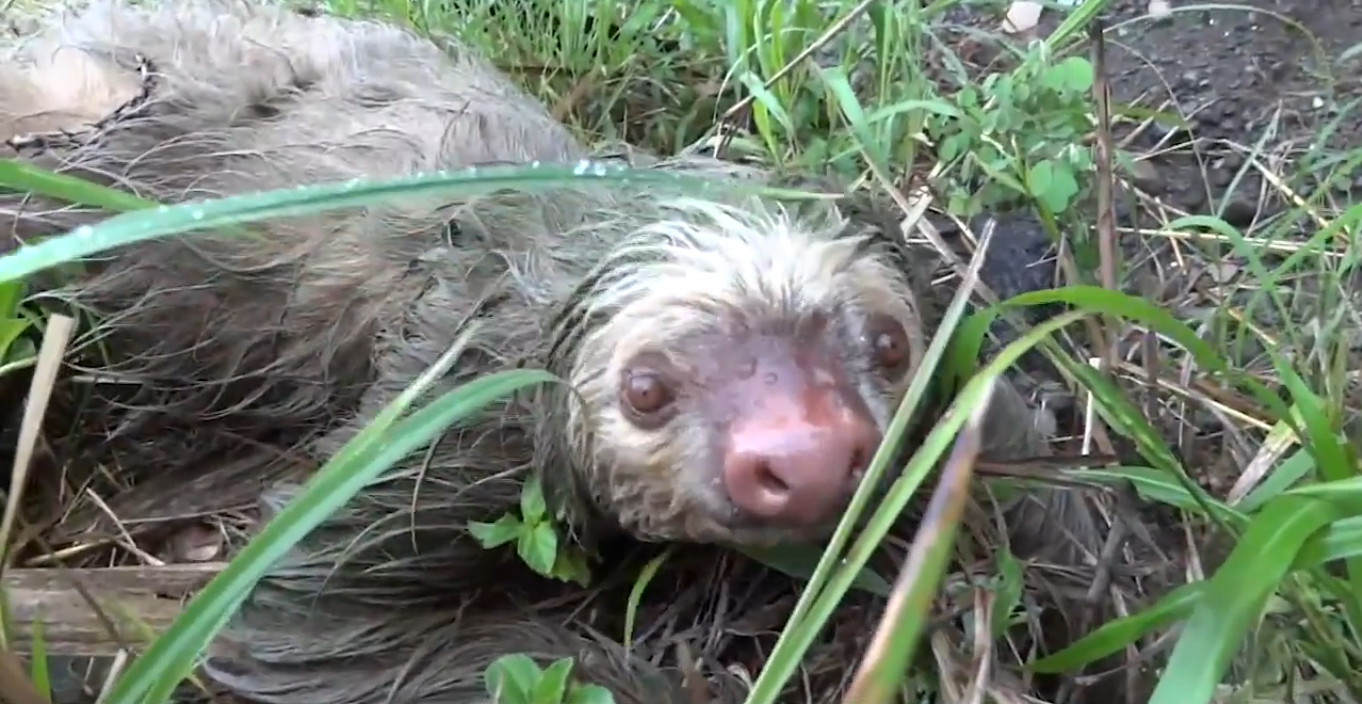 Webschnorcheln: Wahre Fakten über Faultiere