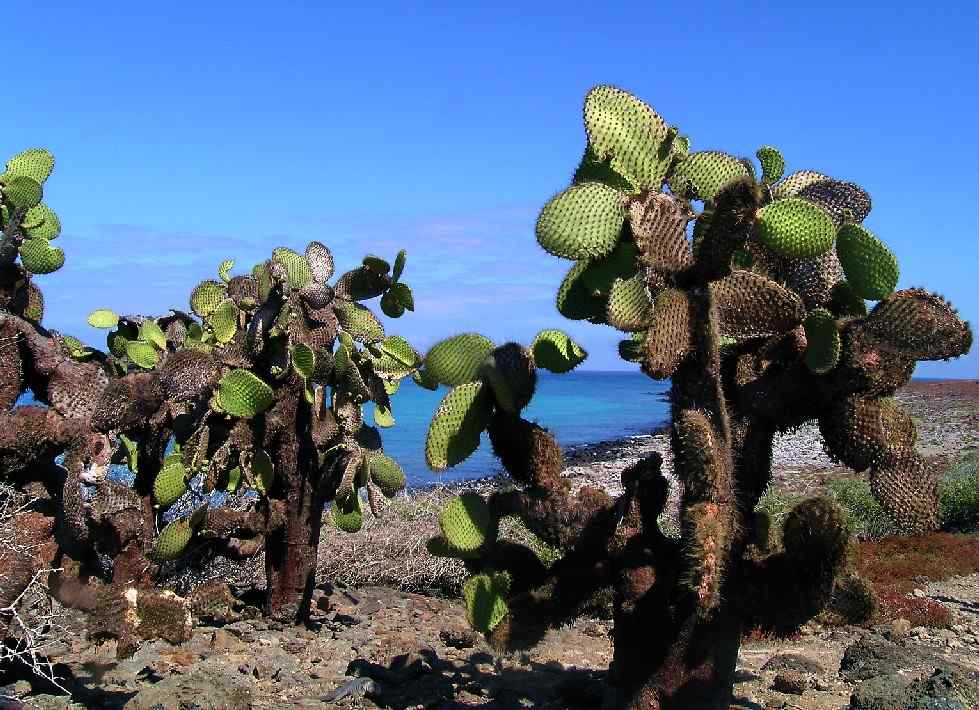 The Arid Lowlands of the Galapagos Islands