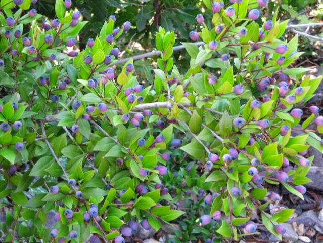 les enfants du potager: 3 décembre - Le myrthe