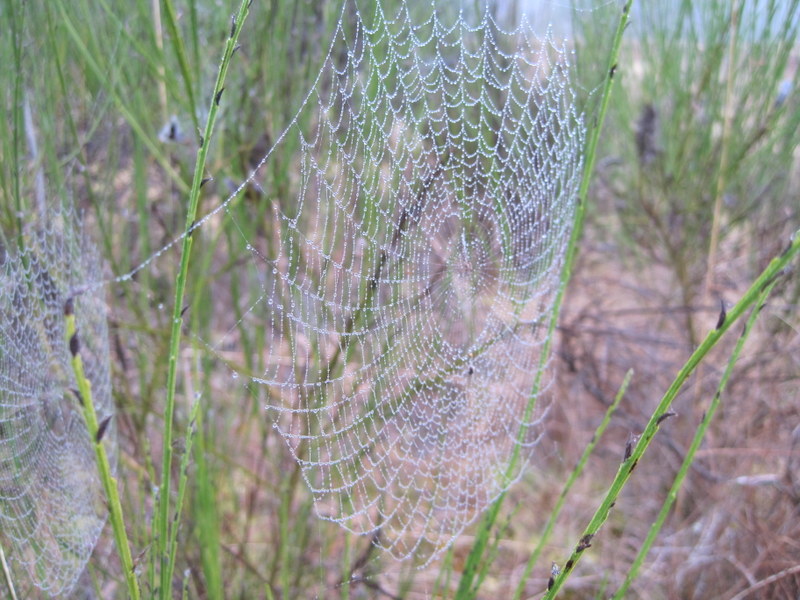 Tuesday Ad Hoc Hikers: Tuesday June 25, 2013 Mount Manuel Quimper