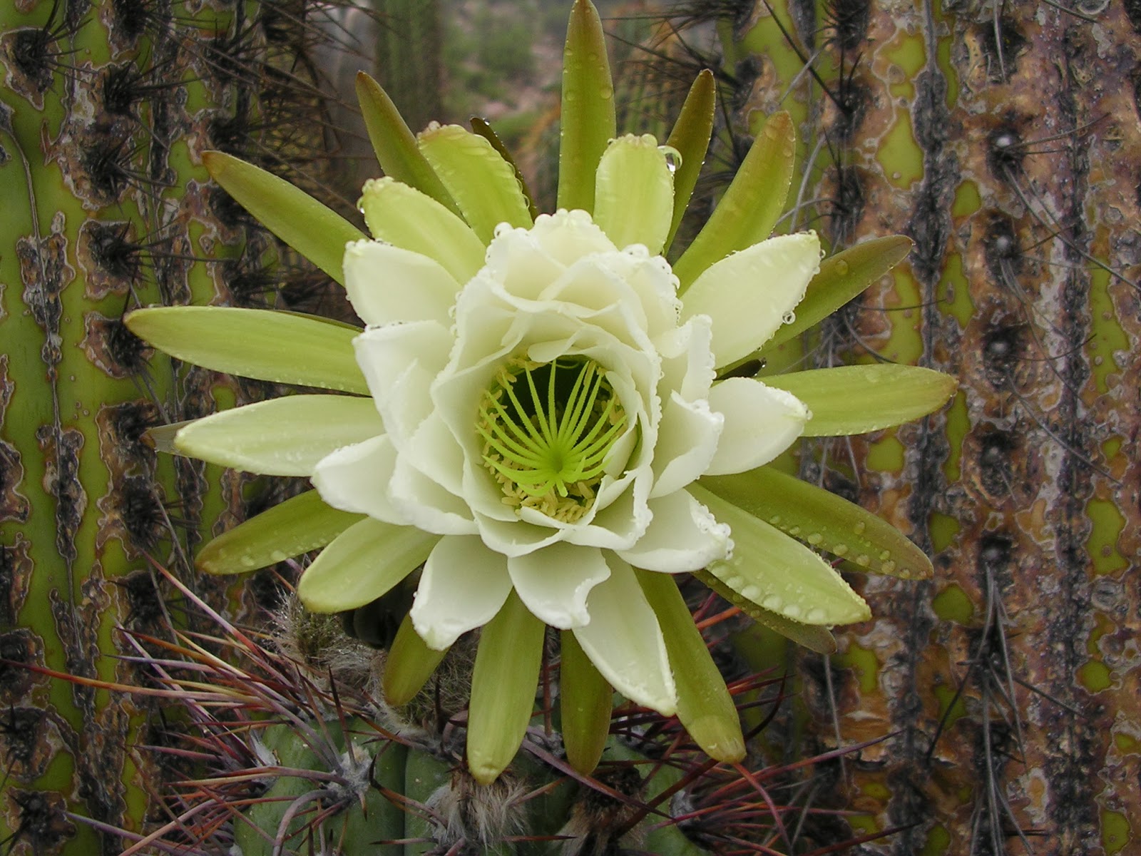 Secretaria de Protección del Patrimonio Cultural y Natural de Tarija ...
