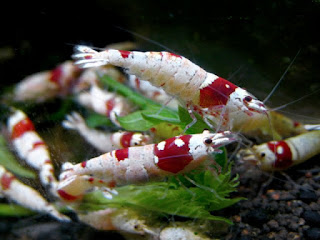 Shrimp Tank: Shrimp Tank Basics