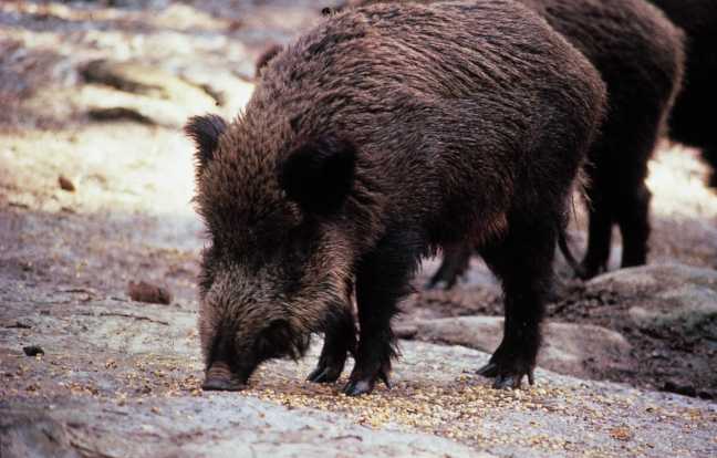 Armi usate web portal: Il Cinghiale