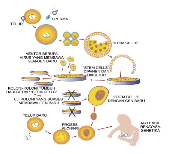 Prinsip Dasar Kloning ~ Pelangi Biologi