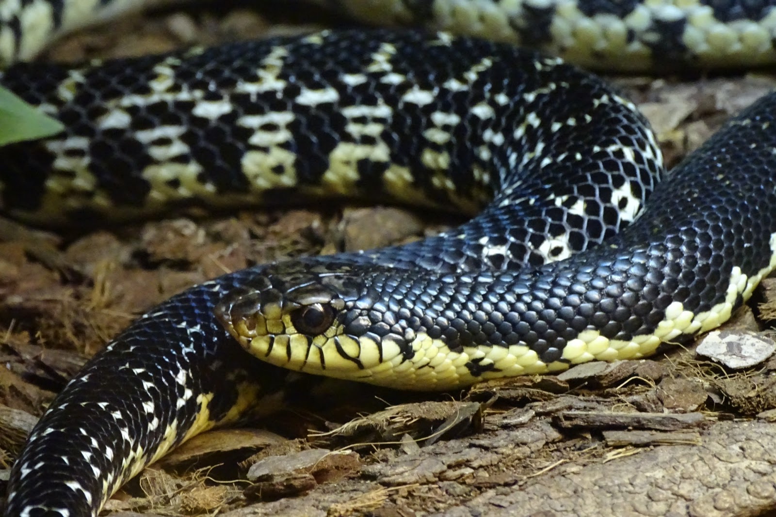 SERPIENTES DE TODO EL MUNDO: CULEBRAS