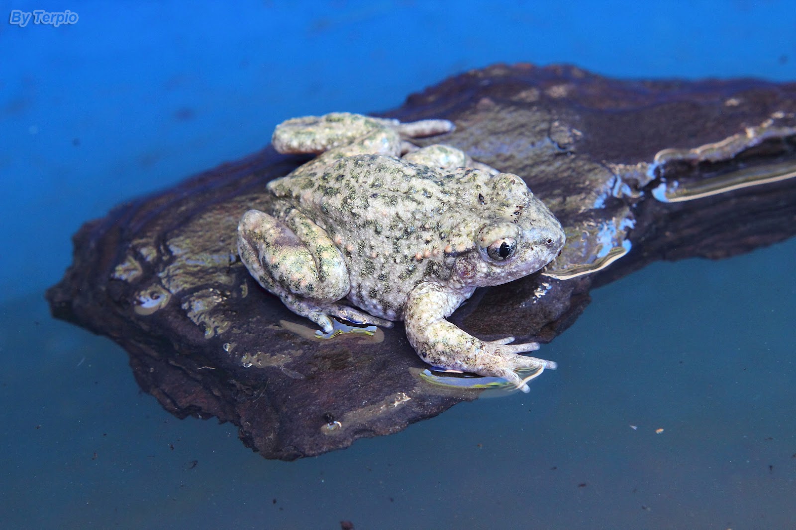 Viajes, Salidas, Naturaleza, (Fotografía).: Sapo Partero Común (Alytes ...