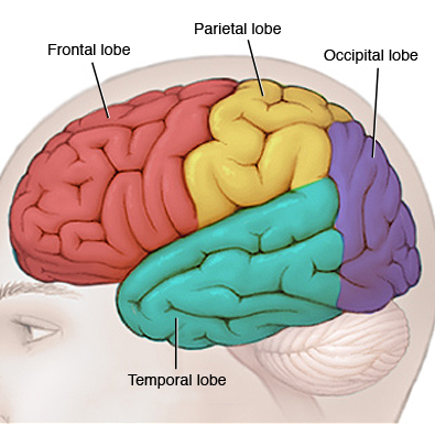 Neurociências em benefício da Educação!: Pesquisando sobre o cérebro - 3