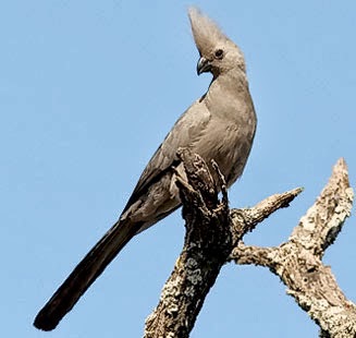 The kwêvoël |Renaissance in the Bushveld