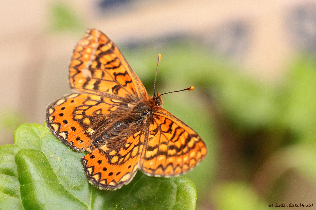 Fotografía de Naturaleza - JM Gavilán: Euphydryas aurinia (Doncella de ...
