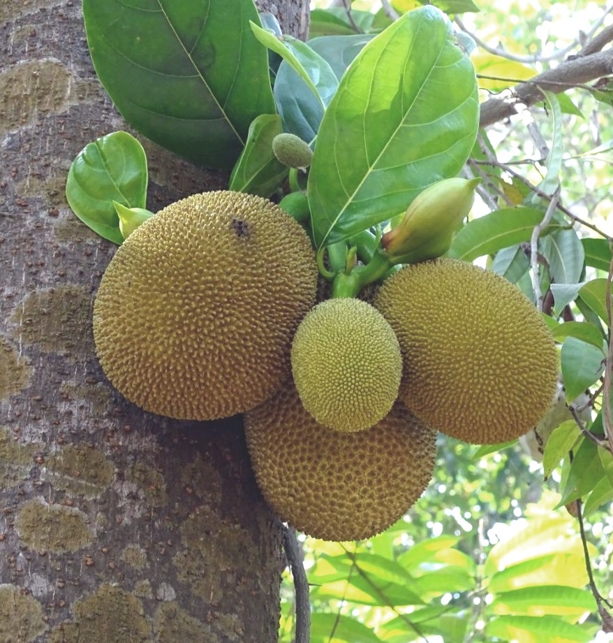 आयुर्वेदिक जङी बूटियां