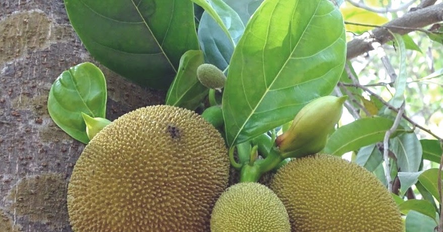 आयुर्वेदिक जङी बूटियां: कटहल