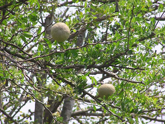 Mengenal Tanaman Kawista Batu | anakagronomy[dot]com