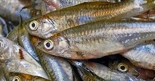 Mengenal Jenis Wader, Ikan Air Tawar Yang Banyak Disuka | Cari Kerja Yuk