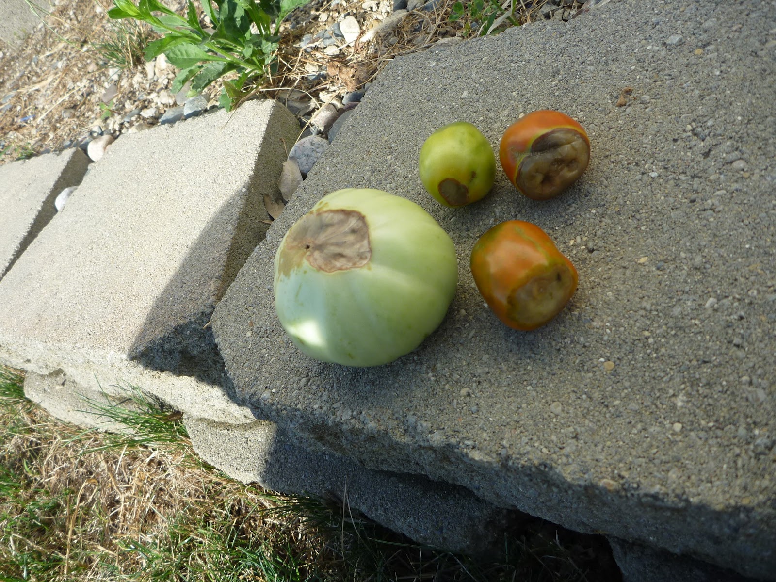 RTCO Garden: Ugly Tomatoes: Blossom End Rot