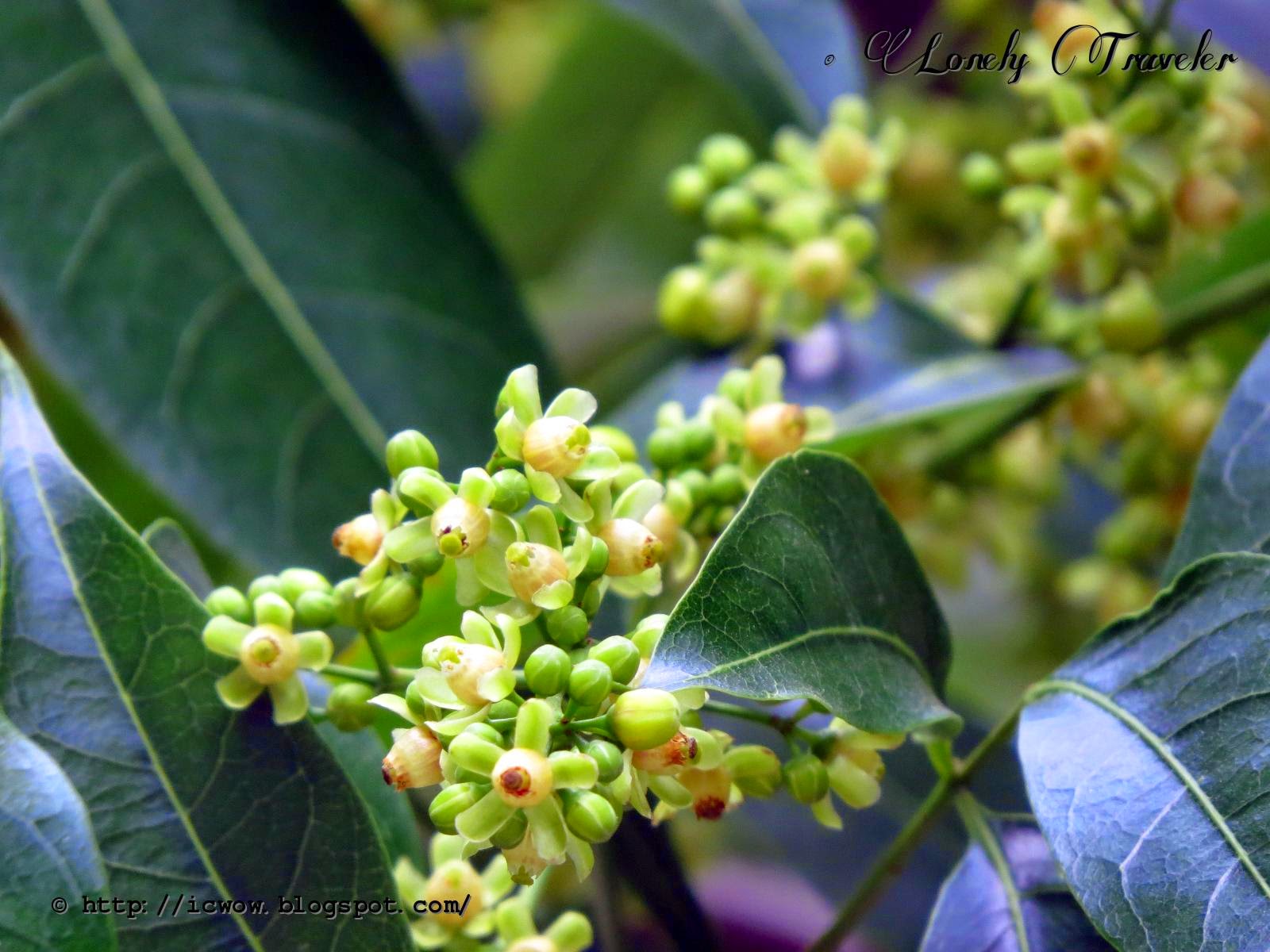 Mahogany flower (মেহগনি ফুল) - Swietenia macrophylla
