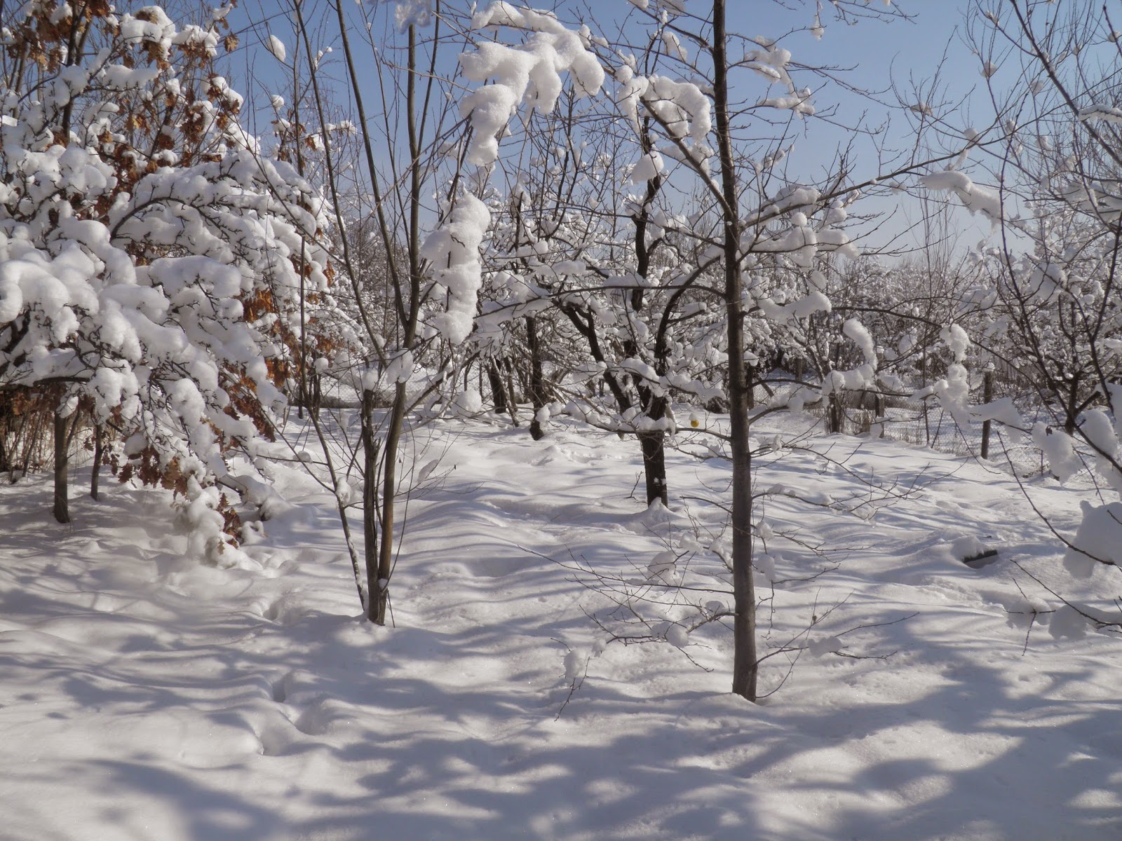 PASARI DIN ROMANIA: ULIU PORUMBAR (ULIUL GAINILOR), Accipiter gentilis