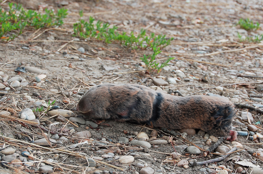 RESPIRO: Orbetele de Copou