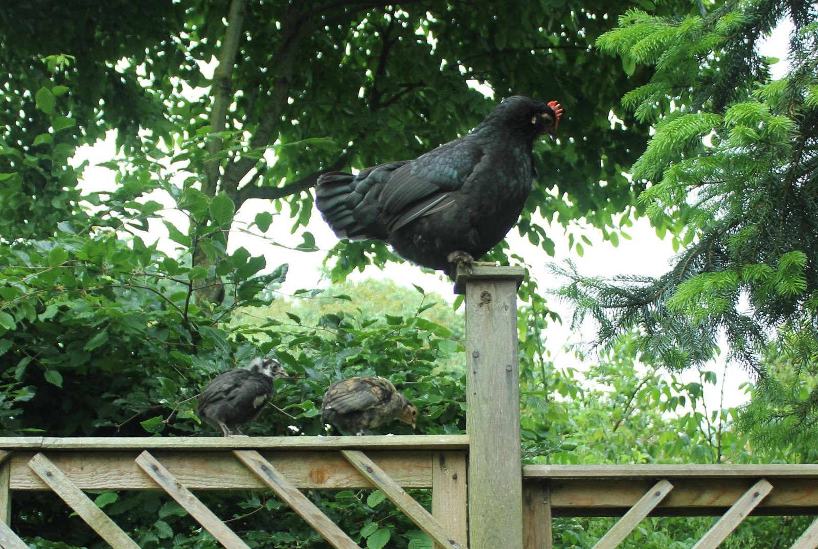 Forest Garden Organic Poultry - Symbiosis. Puting the Jungle back in ...