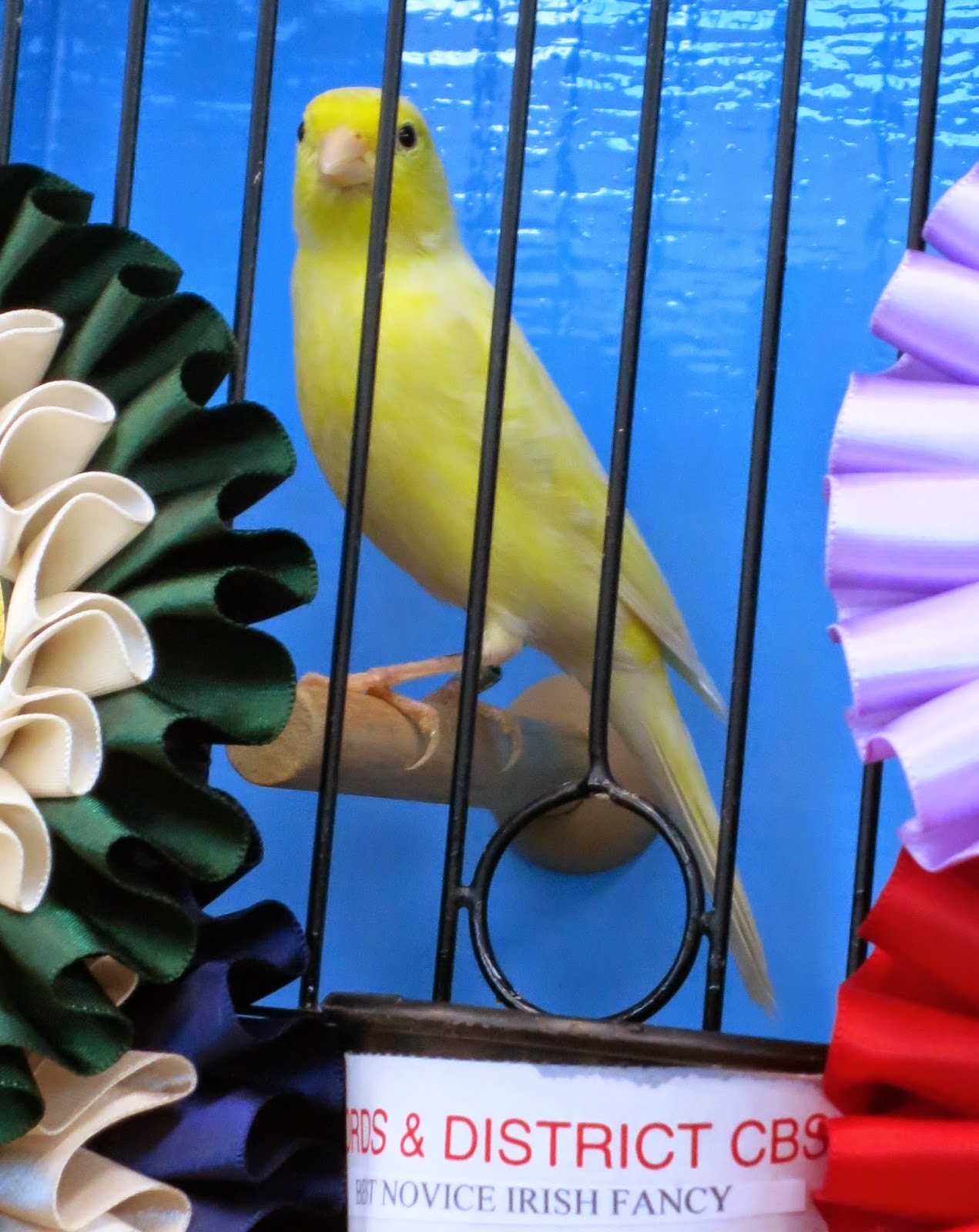 Canary Tales: Swords - Falling In Love With The Irish Fancy