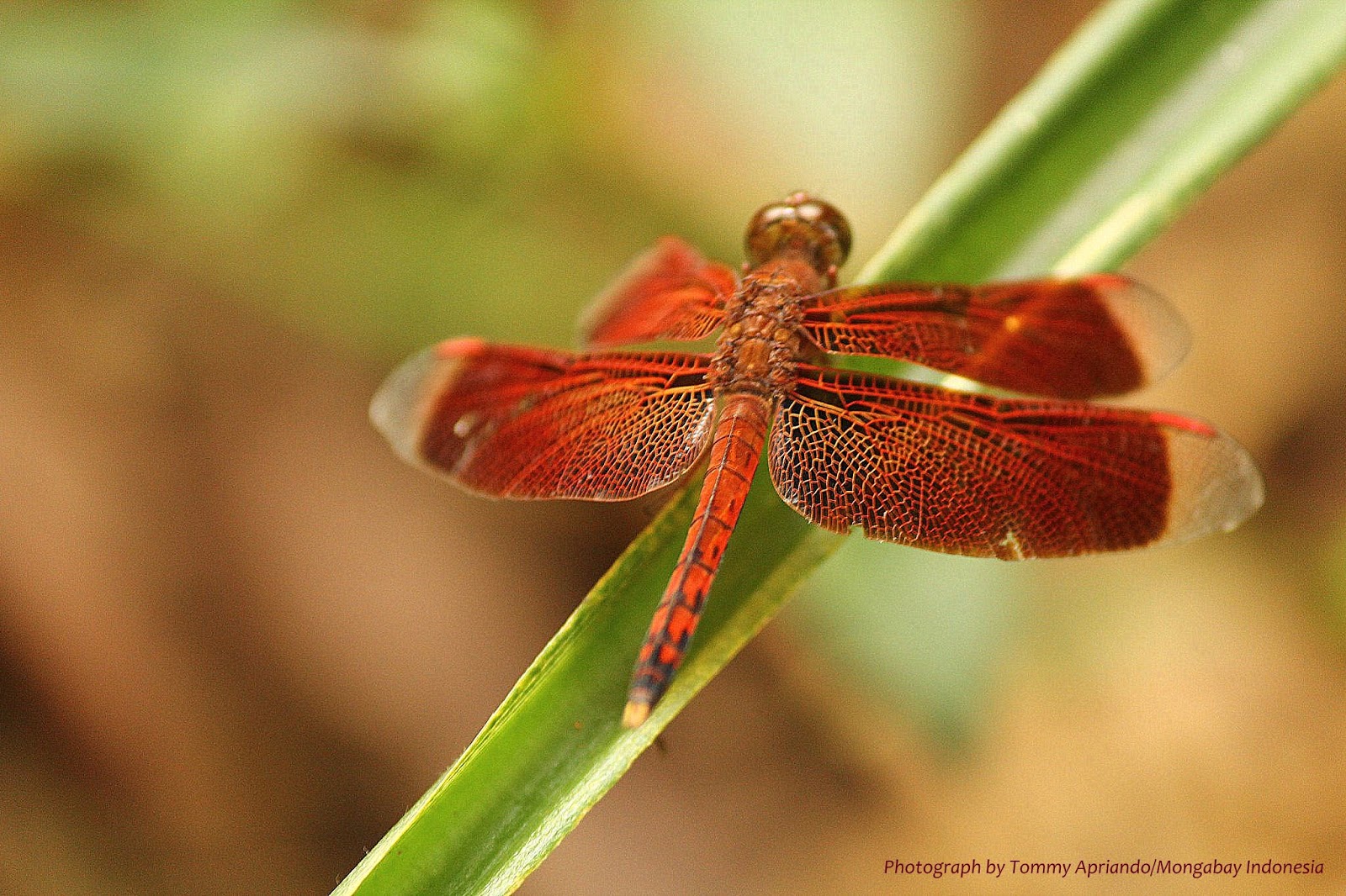 Capung Merah (Sebuah Fiksi)