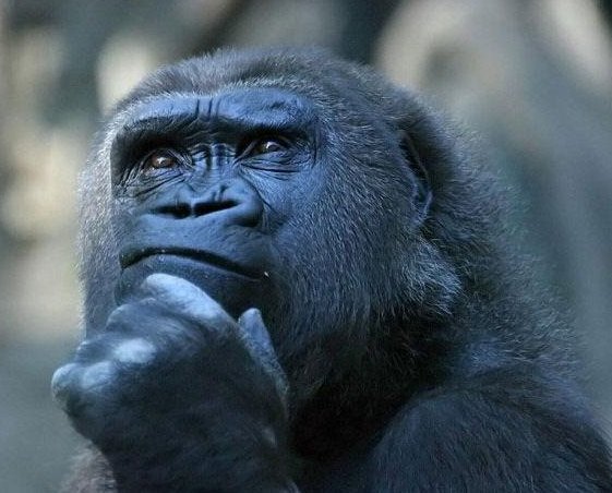 Sensaciones, sentimientos, emociones y pasiones: DUDA