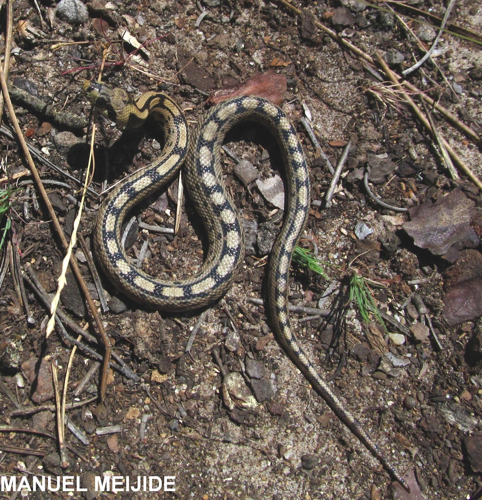 El Artesano Numantino: CULEBRA DE ESCALERA, una ratonera sin igual.