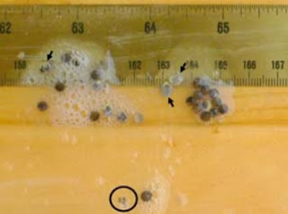 Parasitophilia: Parasitic Jellyfish?!?!?! Meet Polypodium hydriforme!