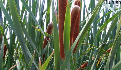 Tree & Plant Species Names & Images | Necessary Vocabulary - Necessary ...