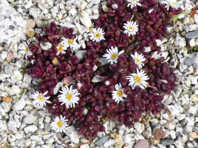 DELOSPERMA SPECIES ~ Cactus and suculents