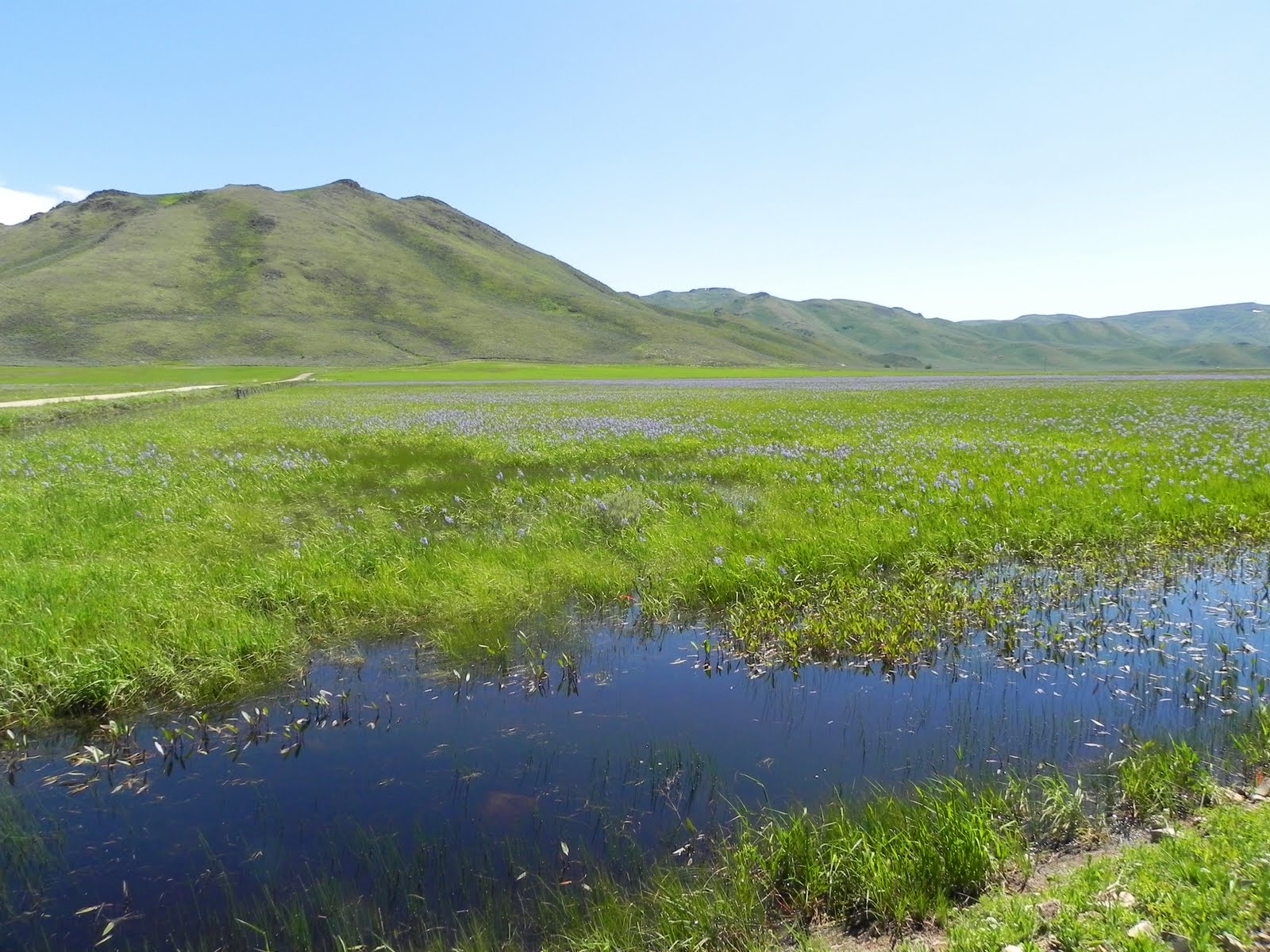 Camas Prairie Centennial Marsh