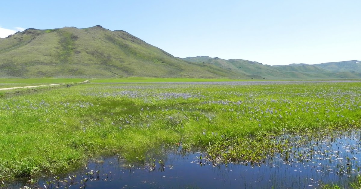 Camas Prairie Centennial Marsh
