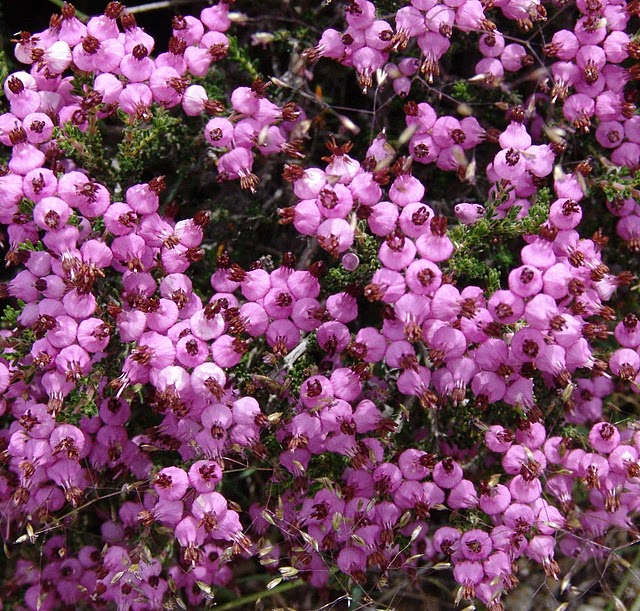 Ciências Naturais: fevereiro 2013