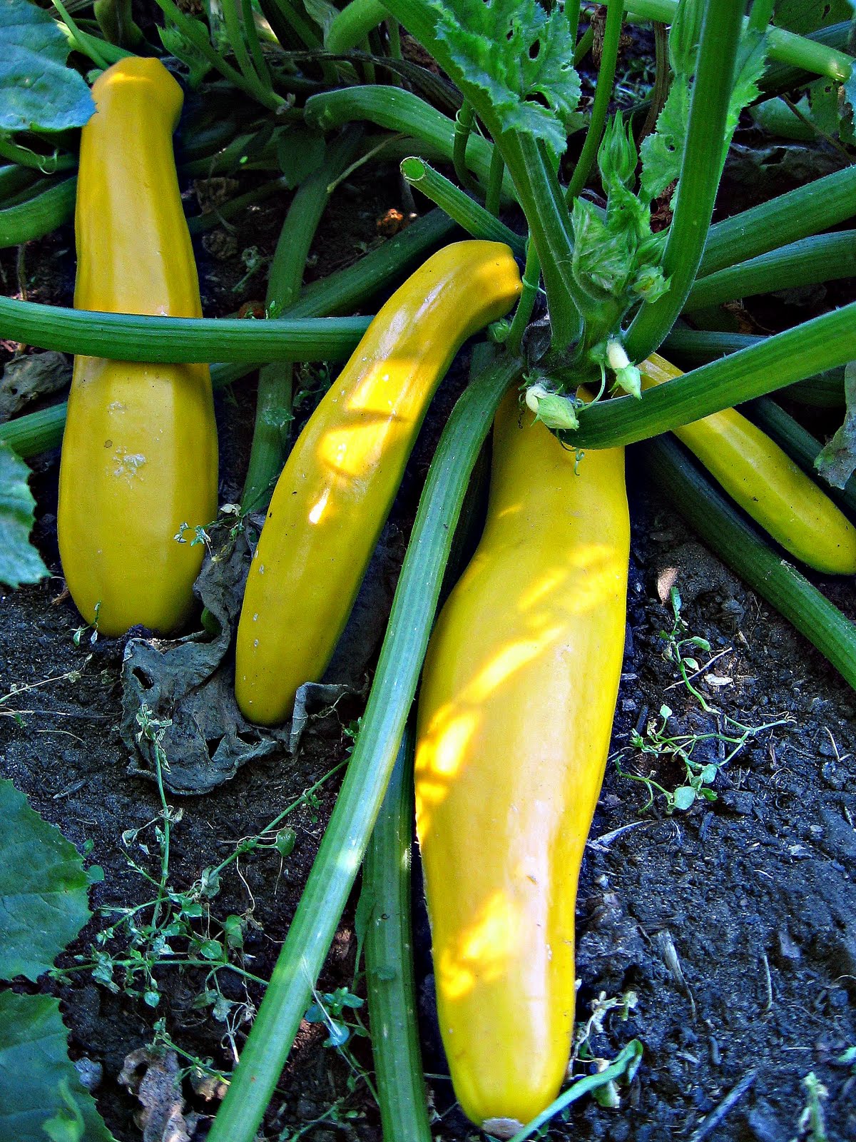 sweetsugarbean: September 2011