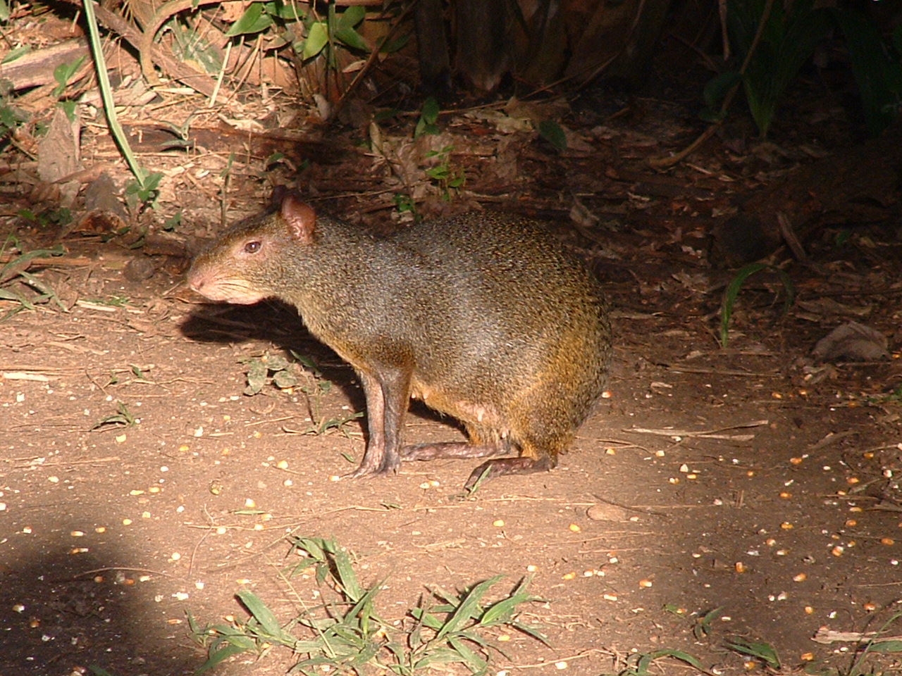 Simbiota: No mês de março a pegada é de uma cutia (Dasyprocta sp)