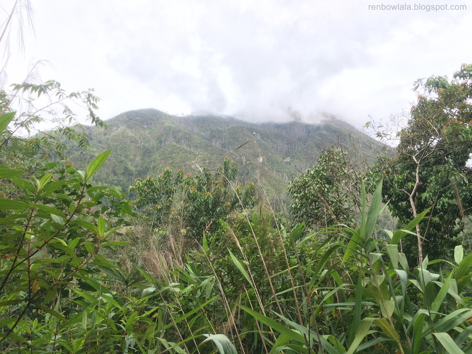 Rainbow Veins: Gunung Kenderong x Gunung Kerunai 2016
